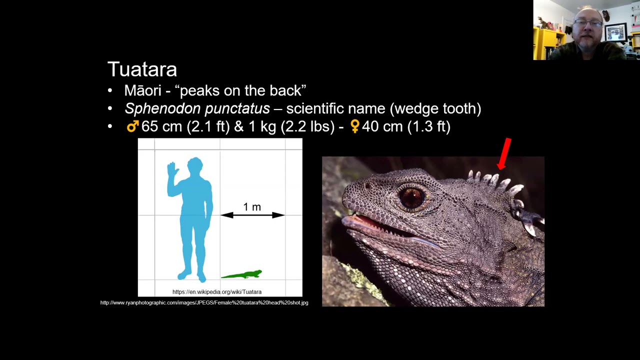 The Evolutionary History of Tuatara and its Extinct Relatives - YouTube