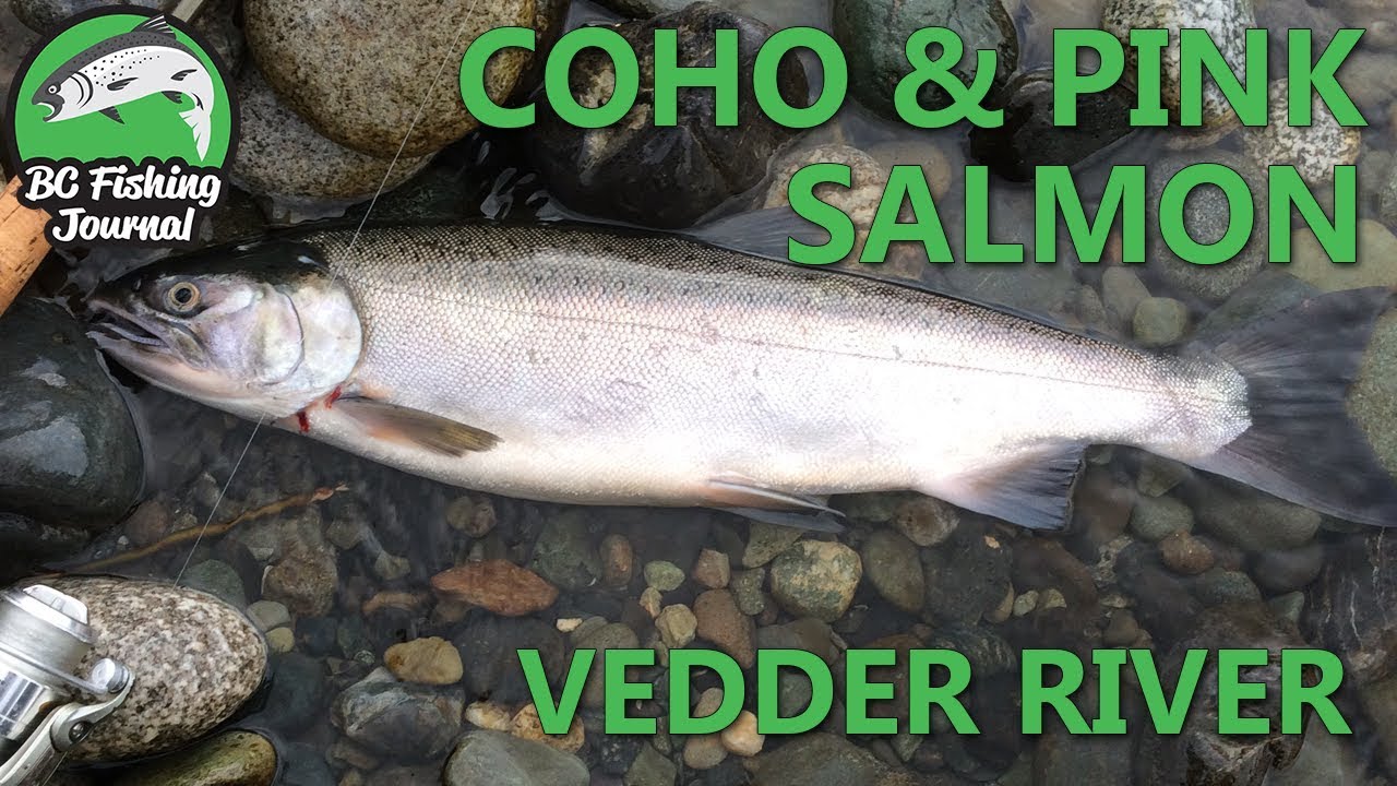 Vedder River Coho & Pink Salmon - Mid September 2017 - YouTube