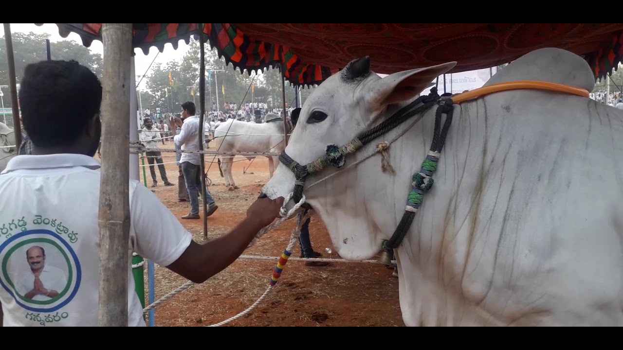 Powerful Ongole Bulls Fashion Show and Display During Ongole Bulls Race ...