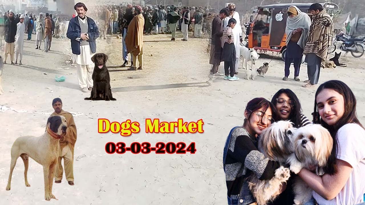 Pakistan pet market | Dog market 2024 | Latest dog market | Pakistani ...