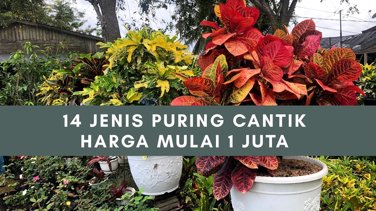 REVIEW PURING TERMAHAL HARGA MULAI 1 JUTA - YouTube