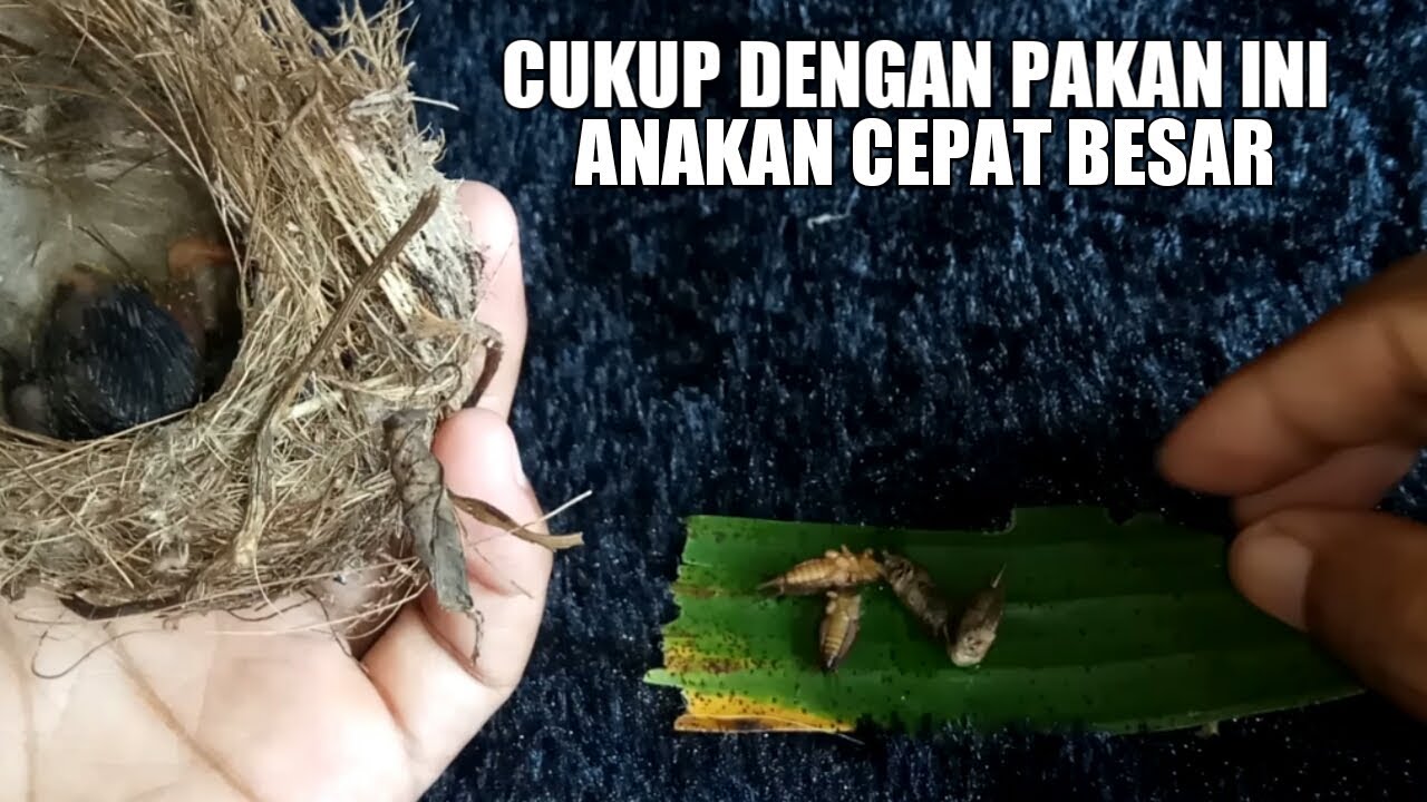 CARA MELOLOH ANAKAN KORLAP MANGGARAN MASIH DALAM SARANG AGAR TETAP ...