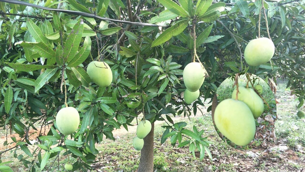 ఒకసారి ఈ మామిడి తోట చూడండి || Mango thota || Tasty mangos || mango ...