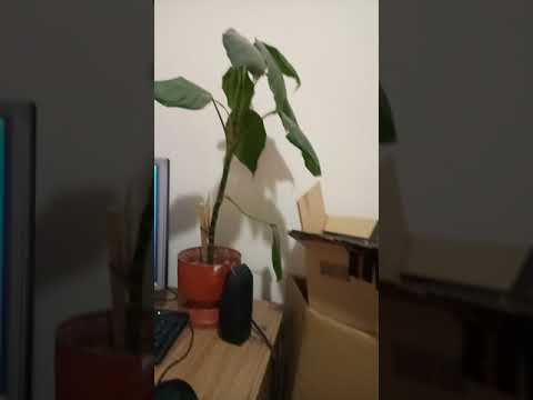 Kara kaş gözlerin elmas