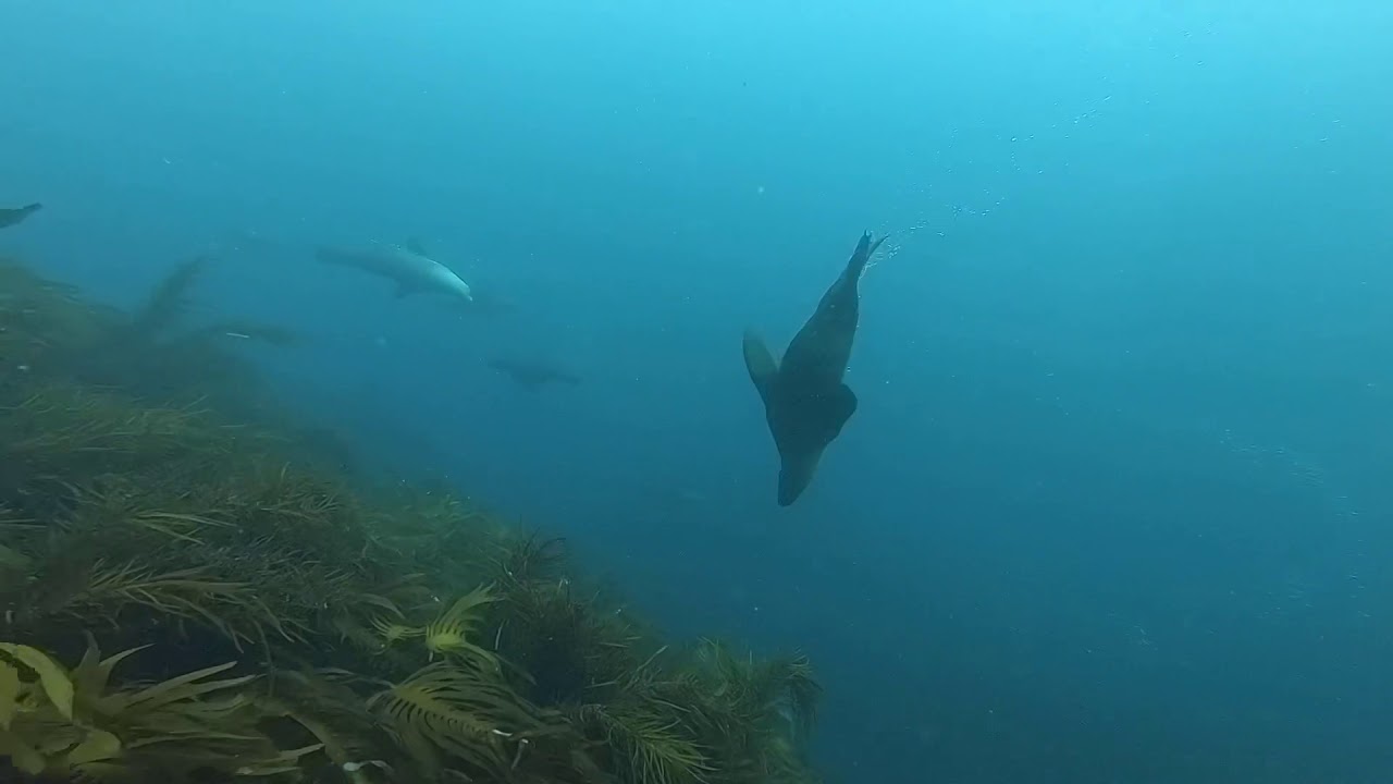 Diving Hippolyte Rock, Tasman Peninsula, Tasmania. - YouTube