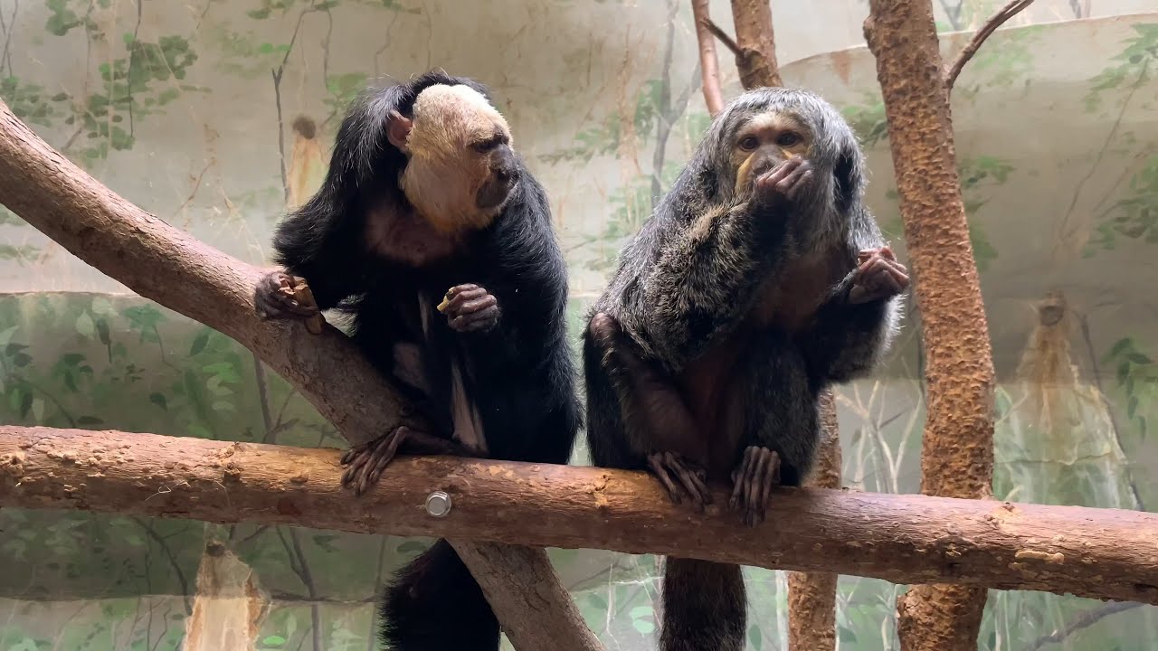 Saki Monkeys Munch on Nuts - YouTube
