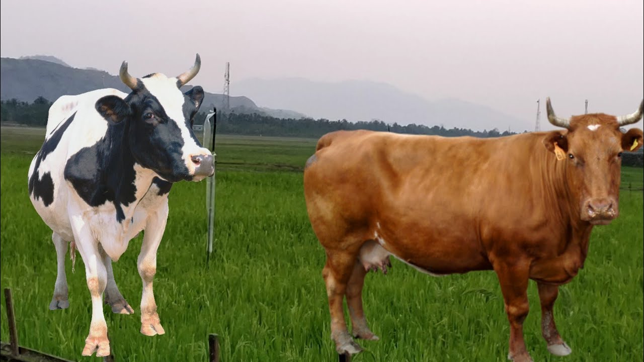 Cow Sound Effect Mooing | cow dance With song | #cow cow Video for kids ...