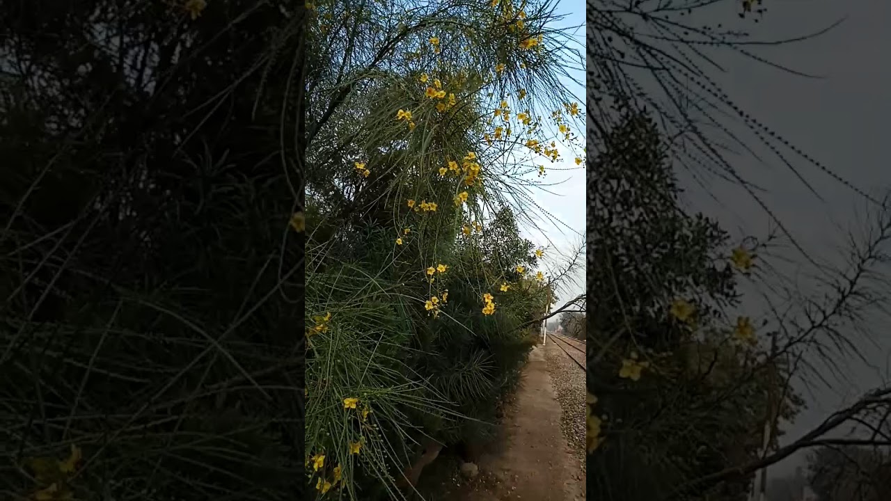 Parkin sonia tree flowers - YouTube