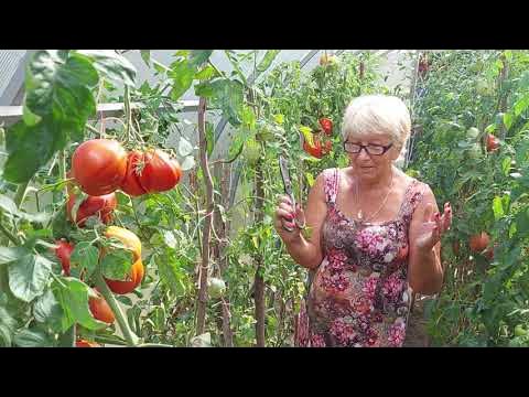 Томаты КОТ БЕГЕМОТ, СКИФСКАЯ ФЕЯ - YouTube