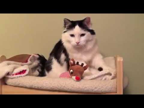 Cat Puts Herself to Sleep in Tiny Human Bed