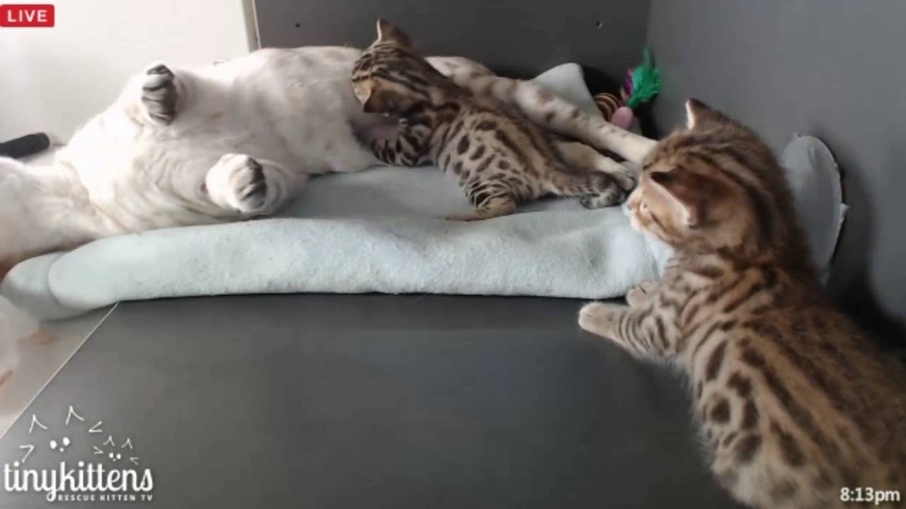 Tiny Kittens Shellys evening visit w Felicity & kittens & slip & slide ...
