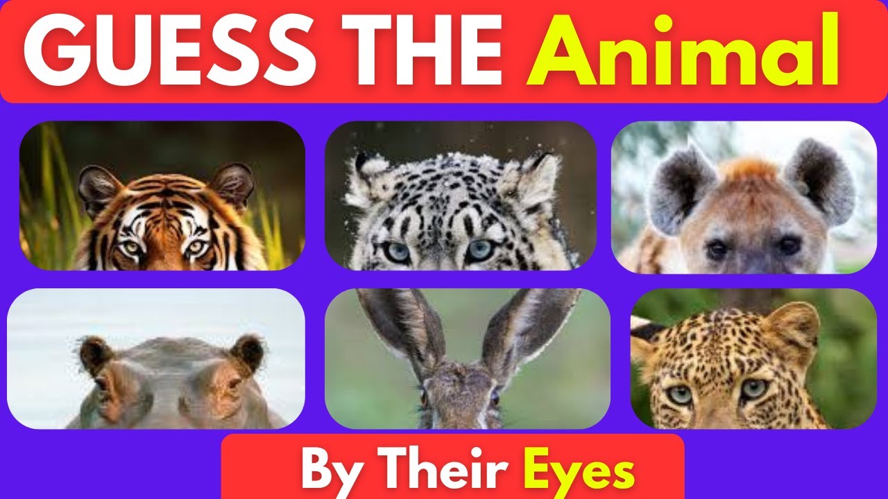 Guess the Animals by it's Eyes || Easy, Medium and Harder - YouTube