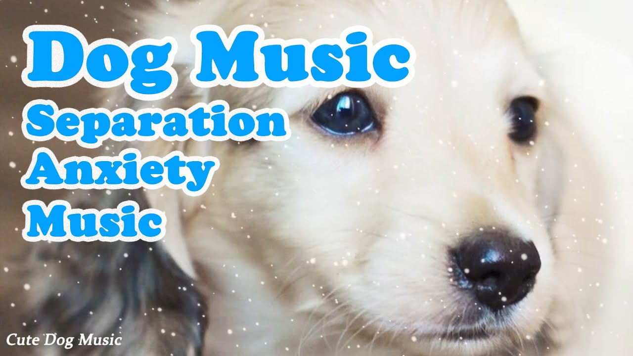 Dog Music 🐶 Relaxing Music to Help Your Dog Relax During Alone Time ...