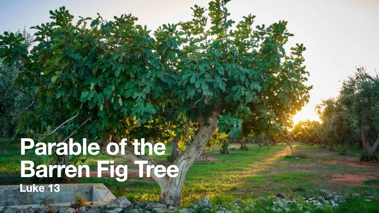 Parable of the Barren Fig Tree | Damian McCrink - YouTube