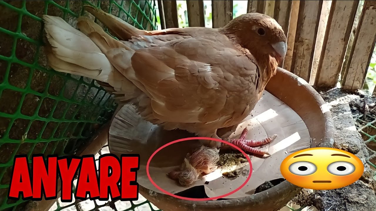 KALAPATI KONG BORGA "GBH" NAMISA NA 🤩 #kalapati #pigeon - YouTube