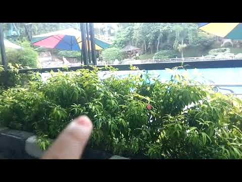 Wik wik berenang 2