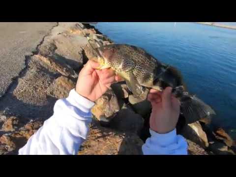 Fishing Marina Del Rey jetty - YouTube
