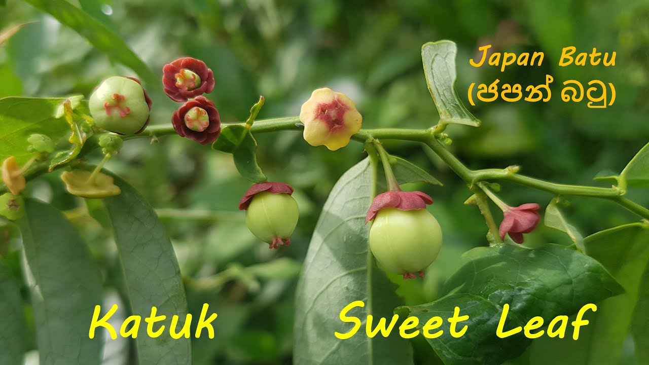 [Sri Lanka Wildflowers]#열대식물#Katuk#Sweet Leaf#Japan Batu(ජපන් බටු)# ...