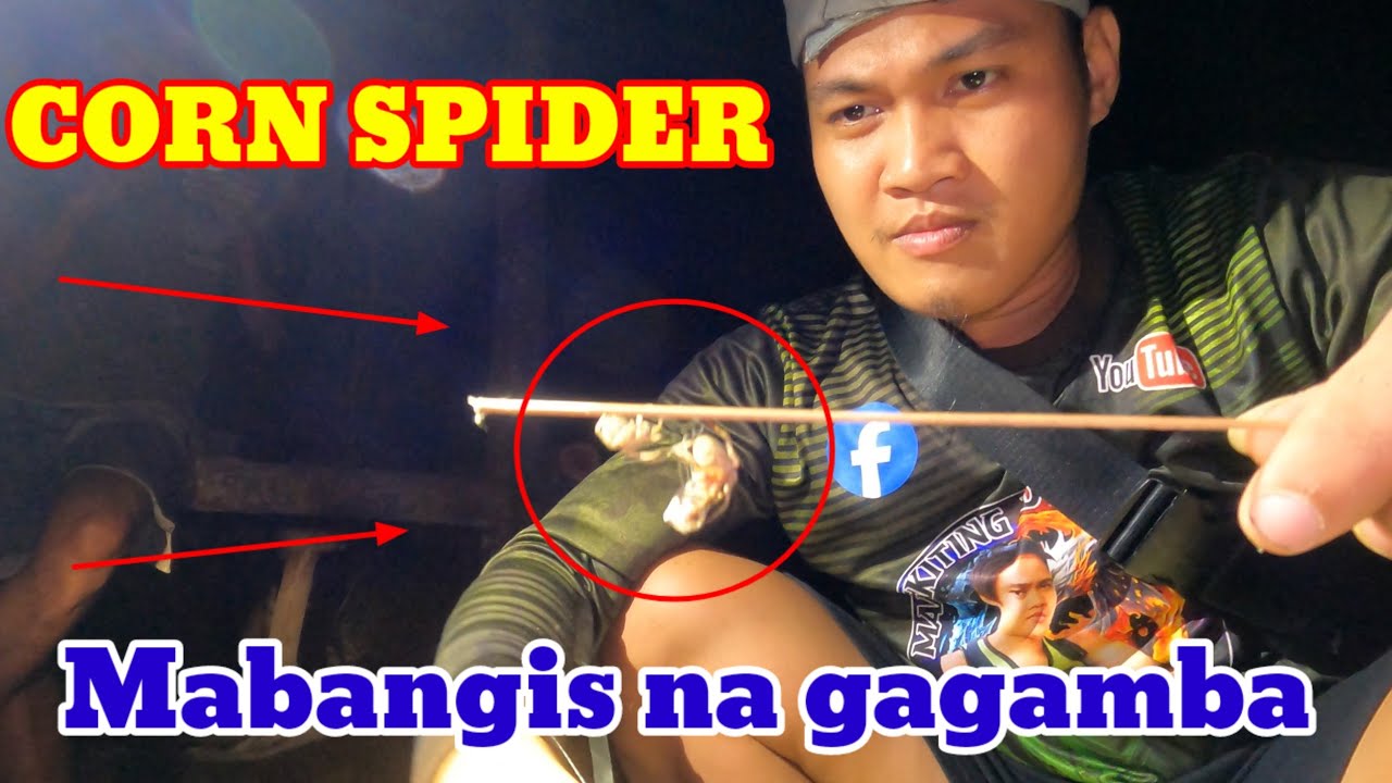 Gagamba ng maisan sobrang tapang - YouTube