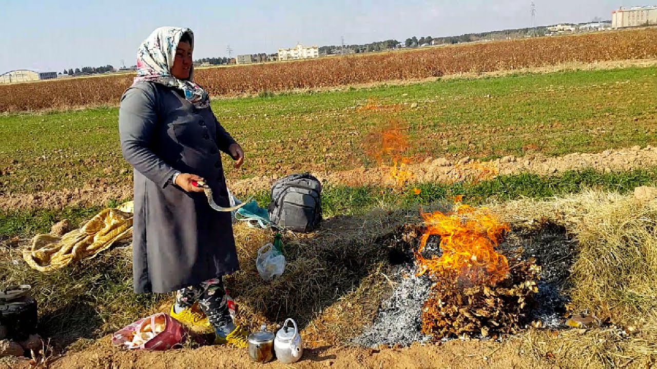 Harvesting cotton from the agricultural fields of northern Iran by a ...