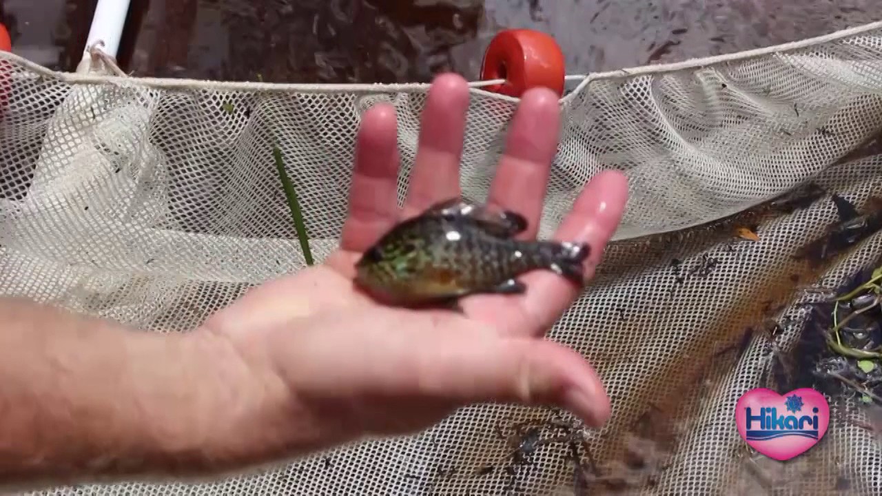 Day 2 of collecting Florida native fish in the Green Swamp - YouTube