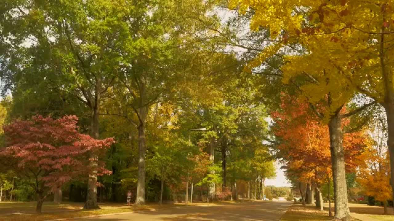 Grow Trees To Grow Quality of Place - YouTube