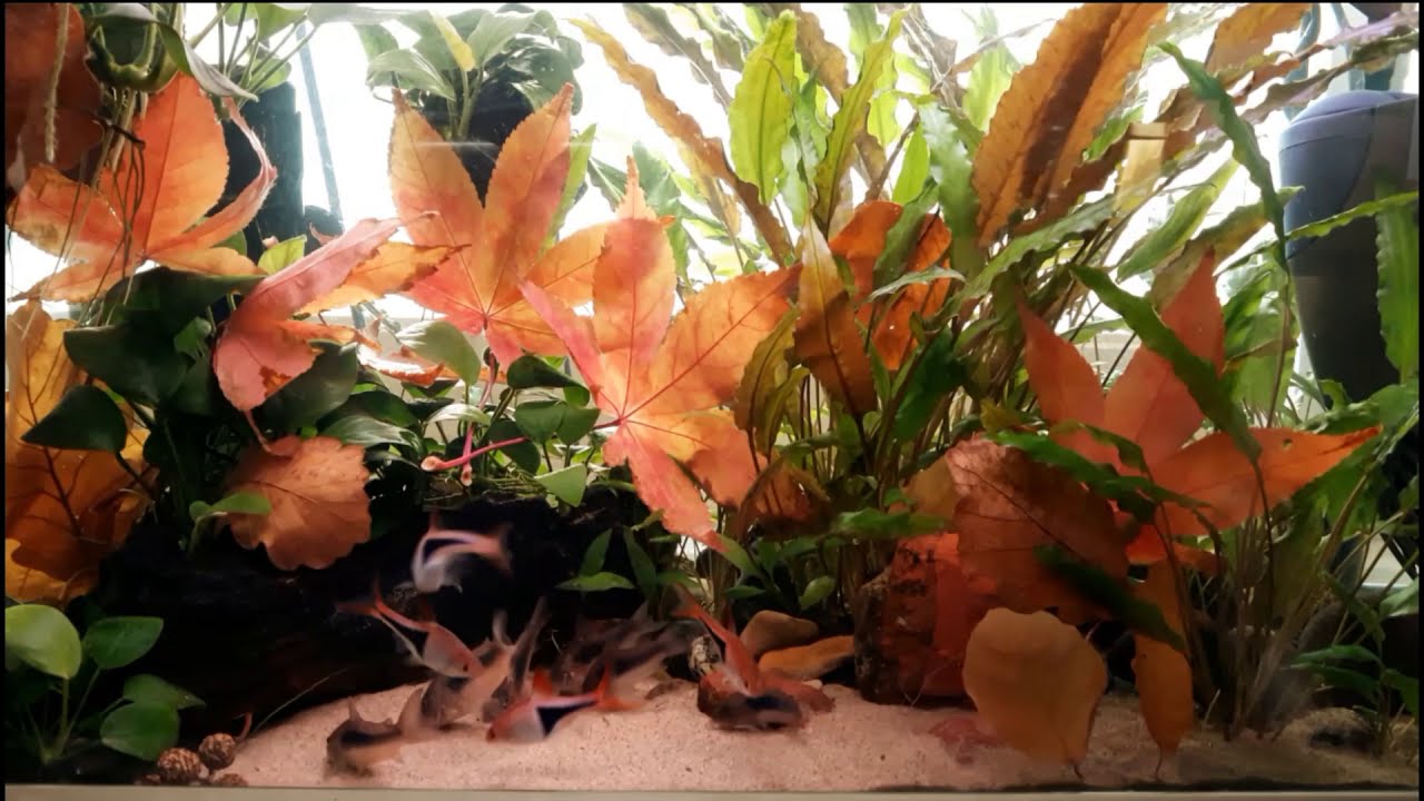 Natural aquarium decoration - 2020 - YouTube