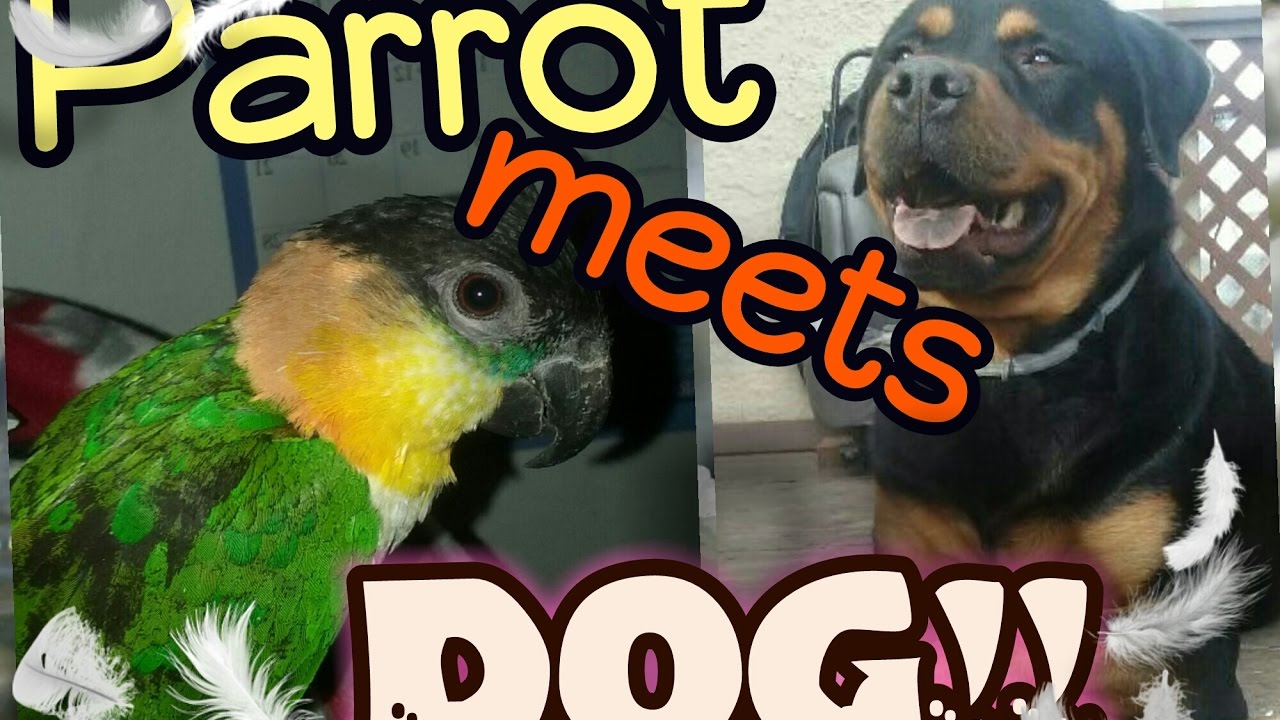 Introducing baby parrot to our dog | Parrot meets dog - YouTube