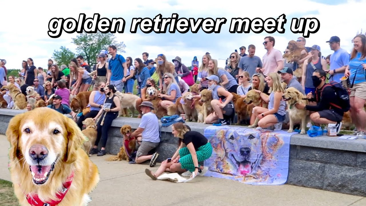 i’ve never seen this many dogs! (golden retriever meetup) - YouTube
