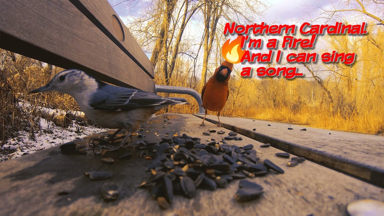 Northern Cardinal - I'm a fire! And I can sing a song... - YouTube
