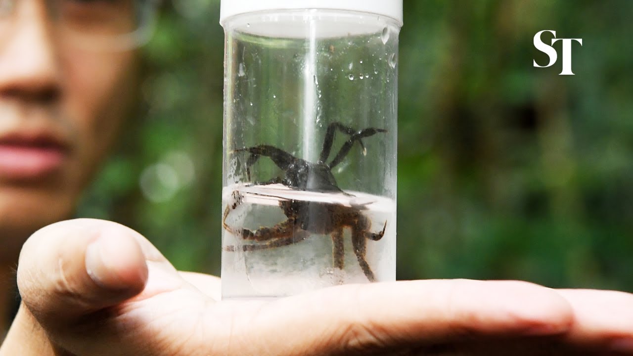 Rare Singapore swamp forest crab gets boost in the wild - YouTube