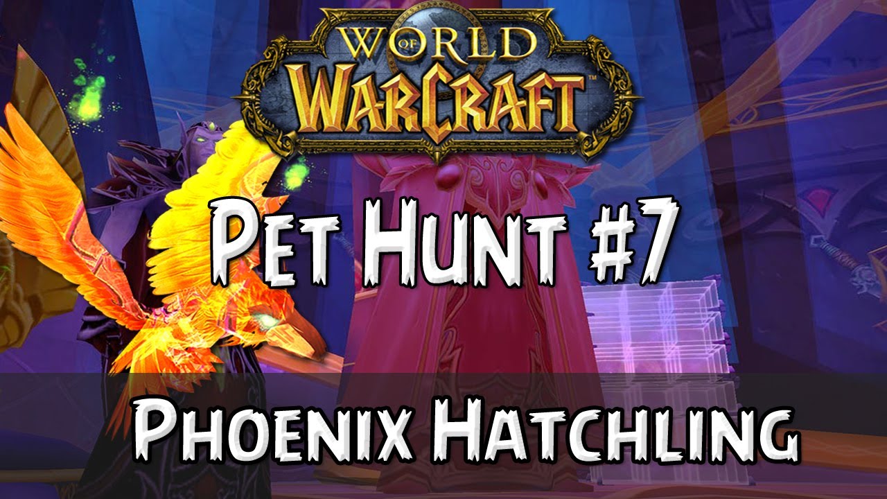 WoW Pet Hunt 7: Phoenix Hatchling - YouTube