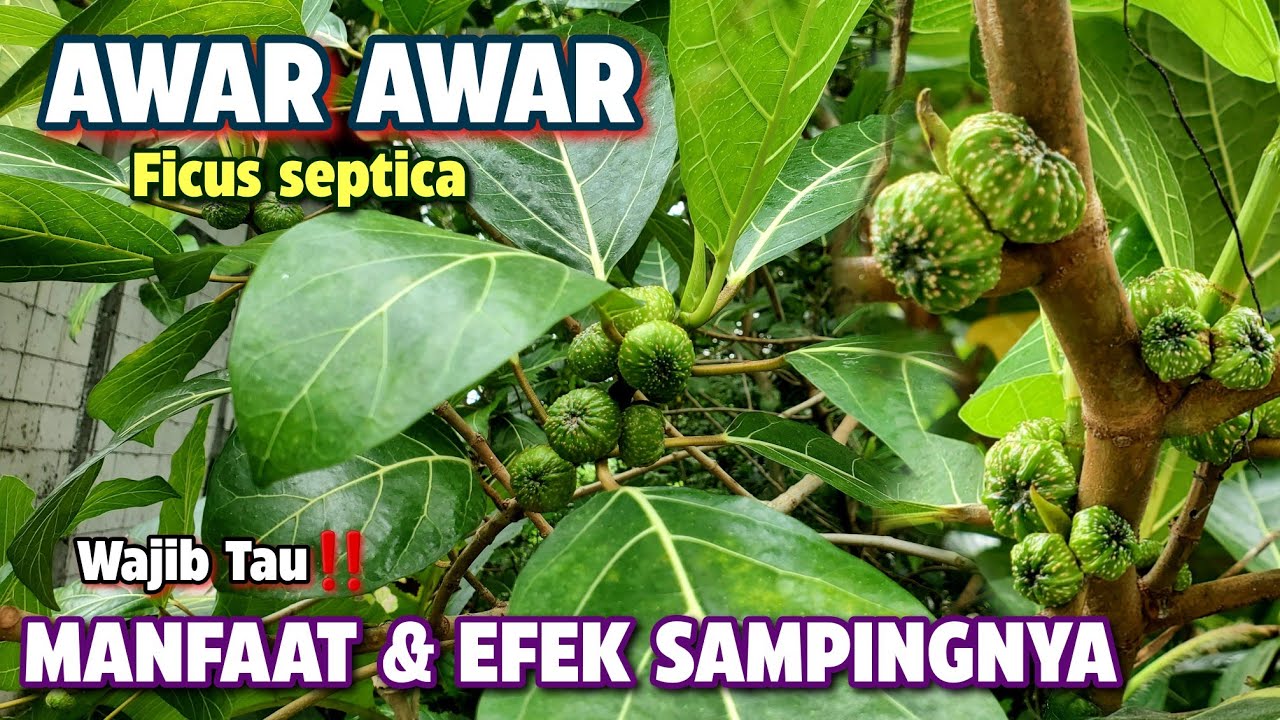MANFAAT AWAR AWAR DAN BAHAYANYA ‼️ Ficus septica #awarawar # ...