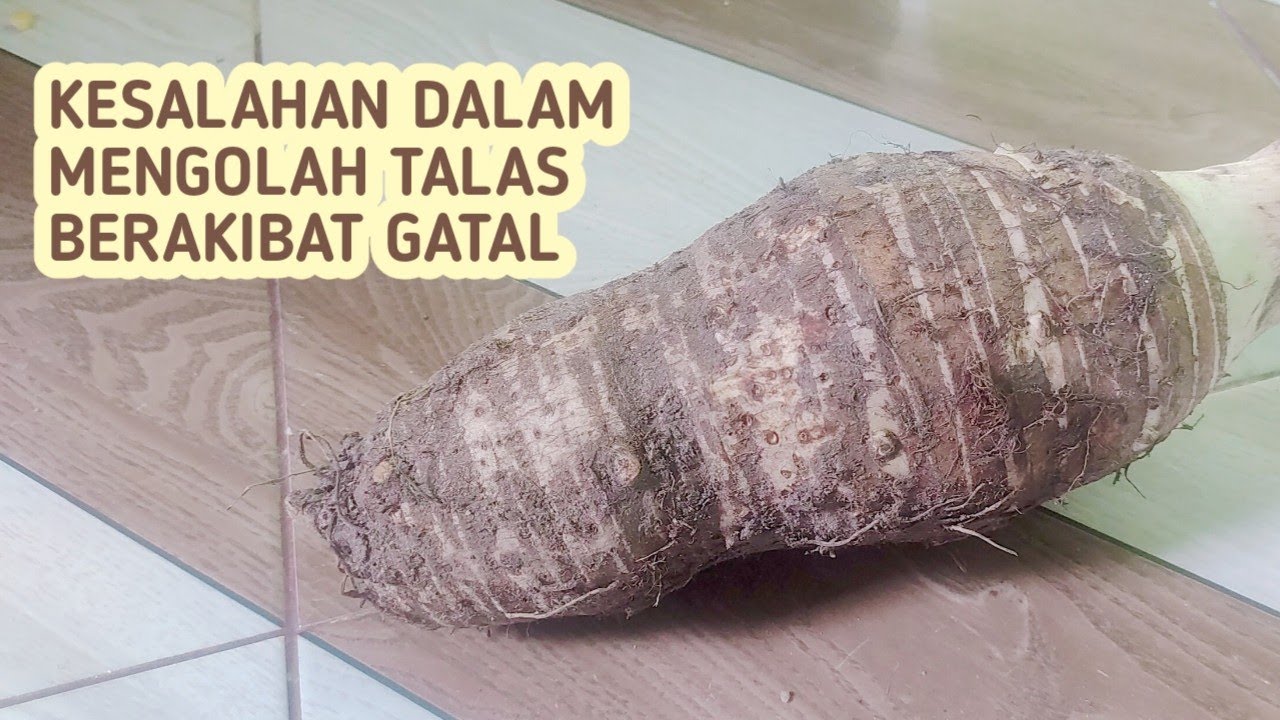 Cara Mengolah Talas yang Benar Agar Tidak Gatal @khetrinacitra - YouTube