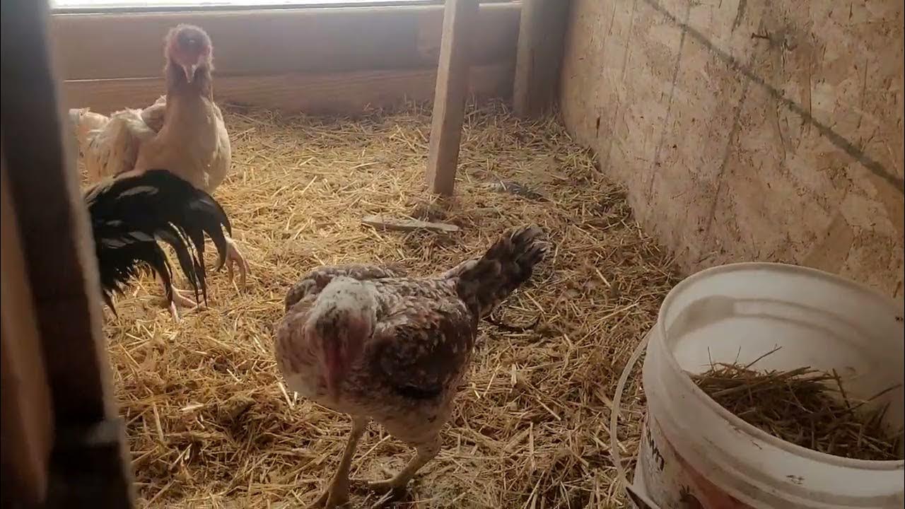 saib kuv cov qaib uasi - YouTube