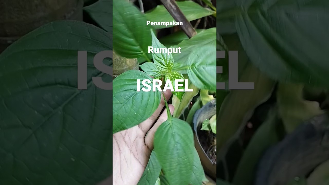 Rumput ISRAEL - YouTube