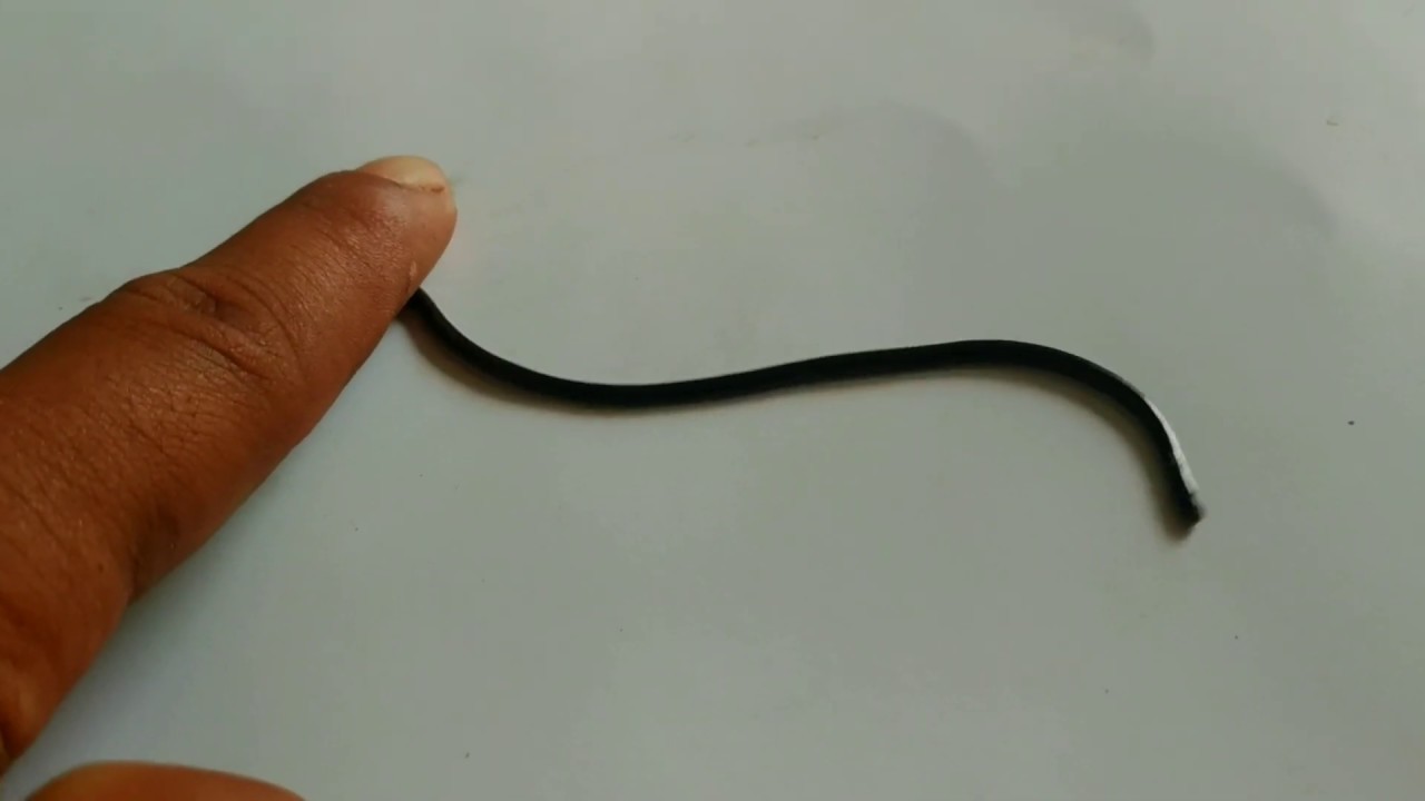 Ular Terkecil di Dunia...hanya seukuran lidi - YouTube