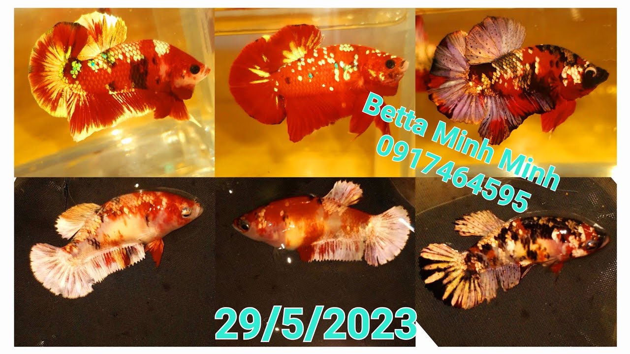 Đợt Cá 29/5 || Koi Red gold, Koi Red copper ( Xám Xi Măng ), Form Gấu ...