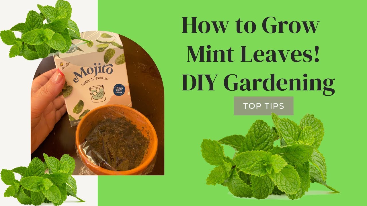 How to Grow your own Mint Leaves// DIY Gardening - YouTube