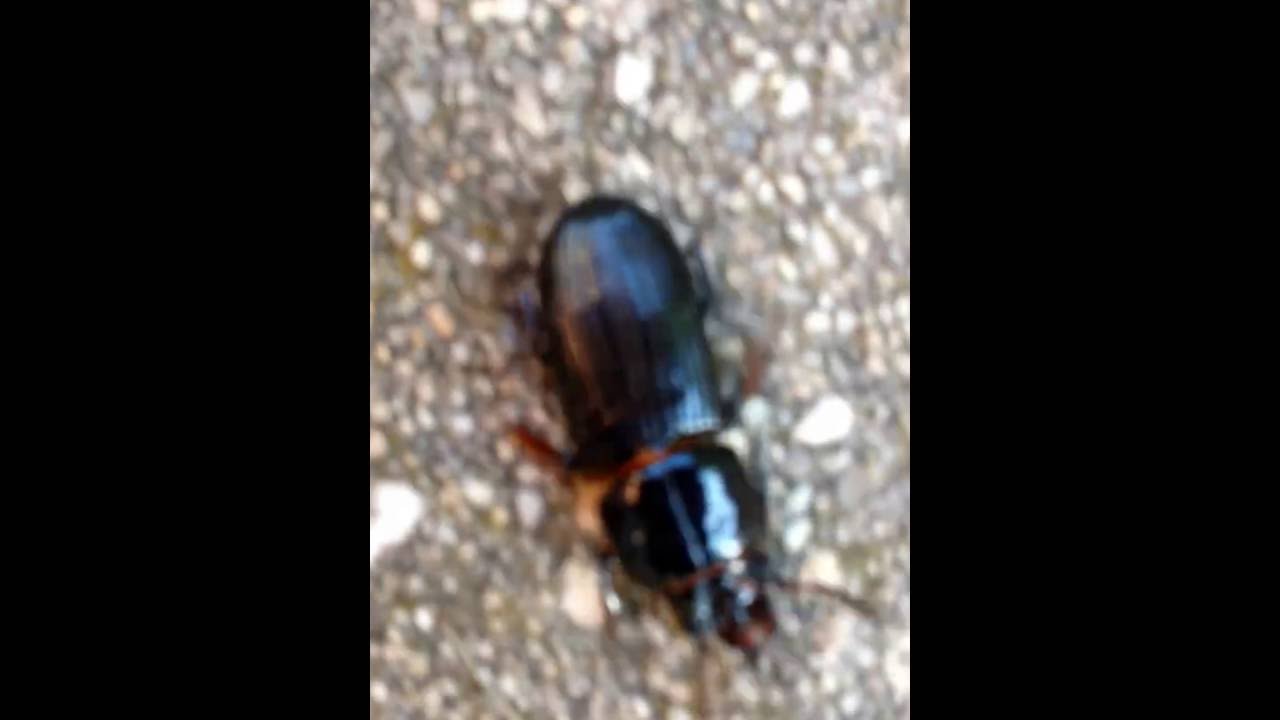 Fast moving Beetle in my backyard - YouTube