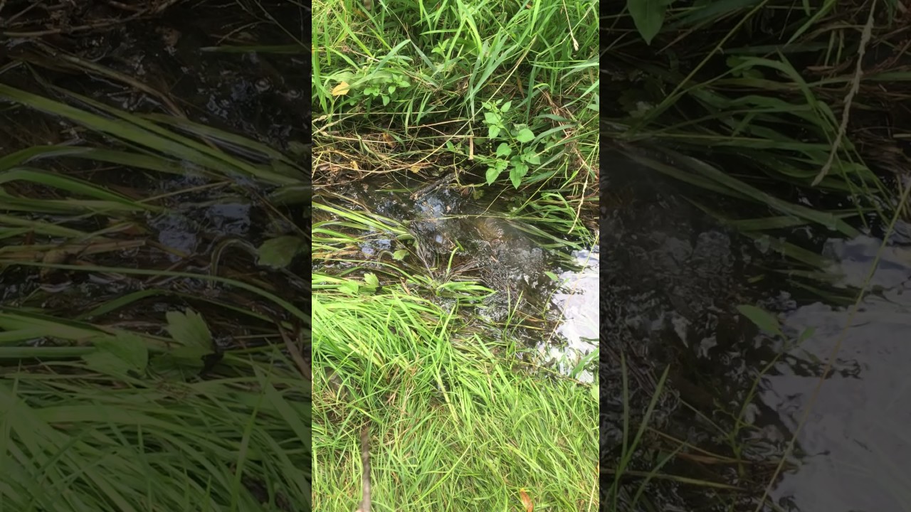 Hunting for frogs part 3 - YouTube