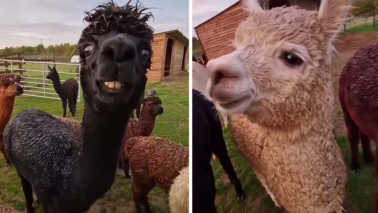 Funny alpaca shows she's the weird one in the herd #shorts - YouTube