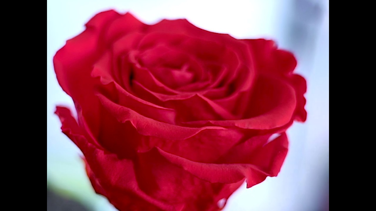 Confira cada detalhe de A Rosa Encantada - YouTube