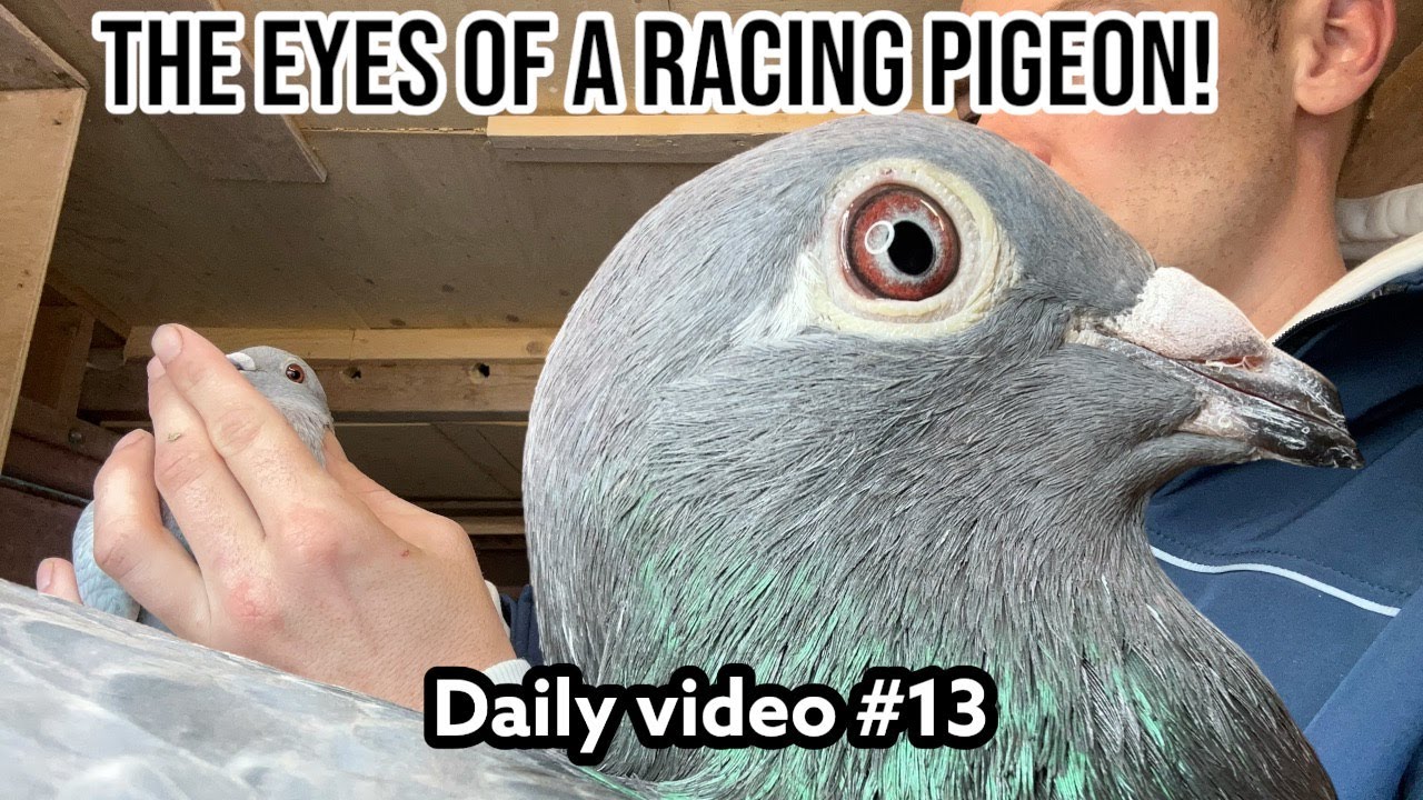 Are Eyes of a Racing pigeon the MOST important? | Racing pigeons ...