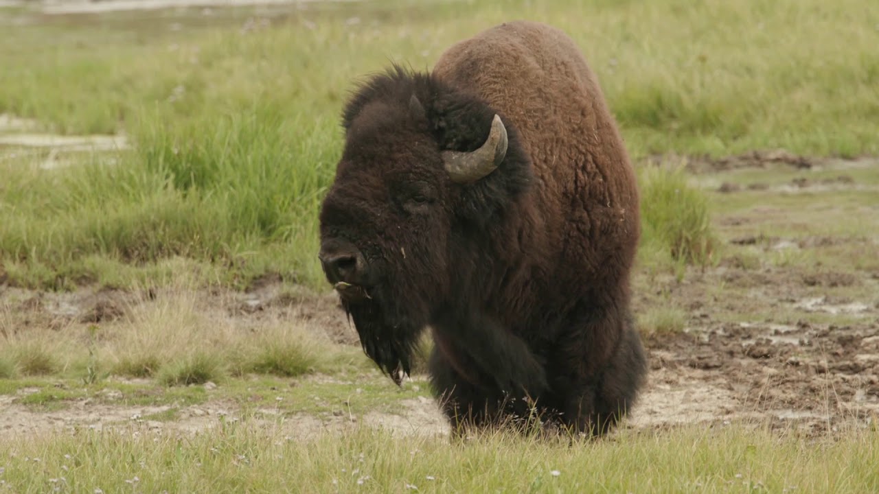 Buffalo Bob - Respect My Space! - YouTube