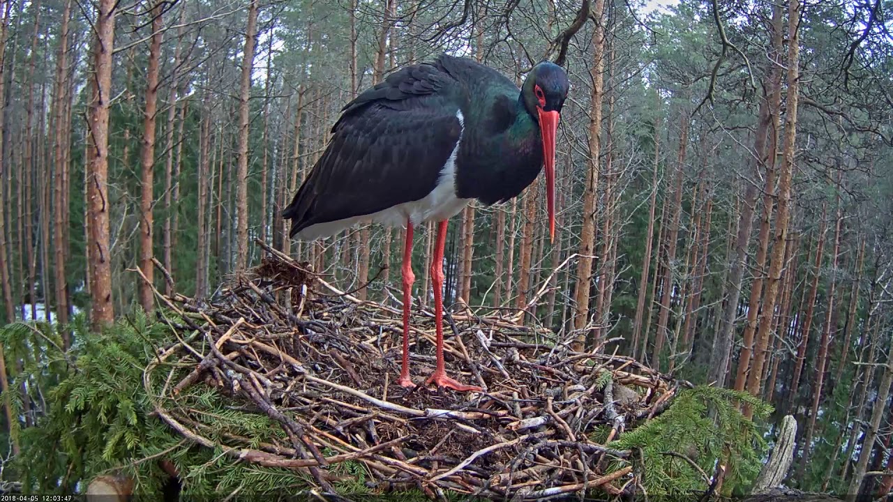 must-toonekurg 2018-04-05 11:52 - YouTube