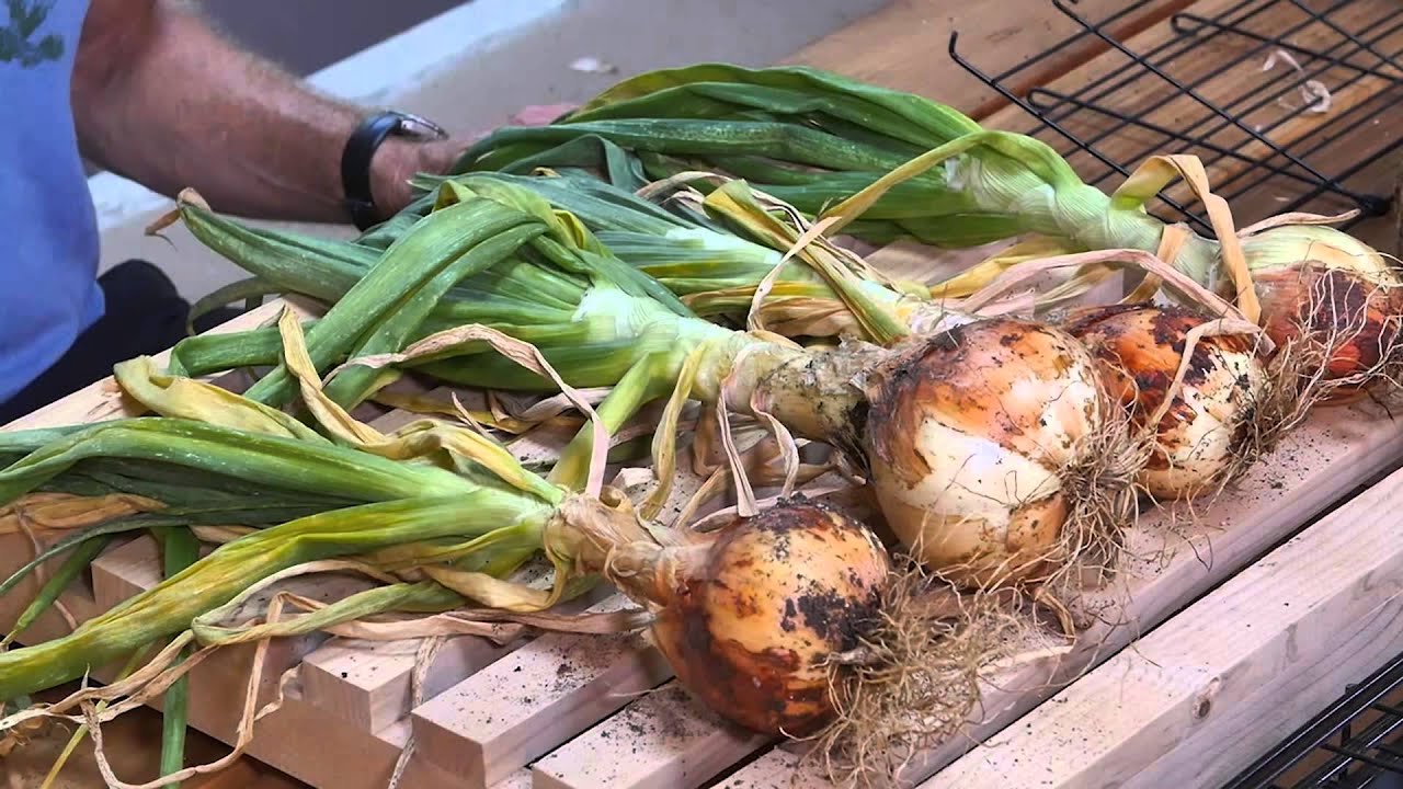 How to Grow Rooted Vegetables | Urban Farming - YouTube