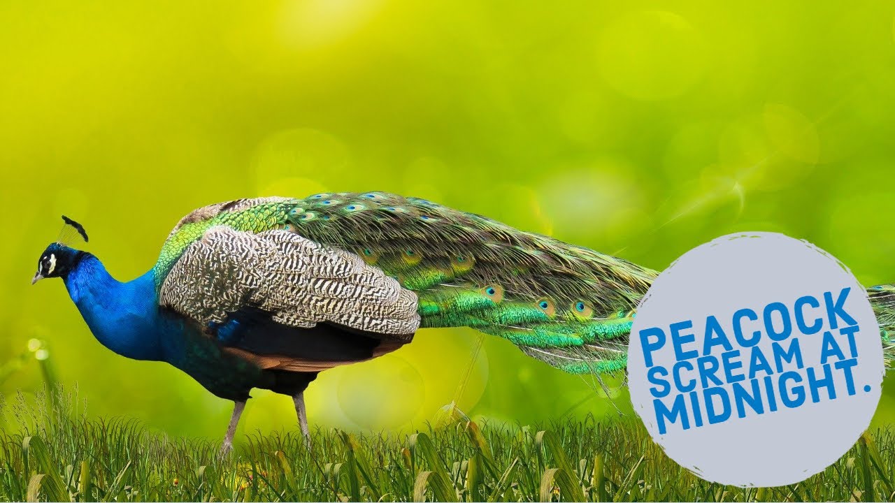 Peacock scream at midnight - YouTube