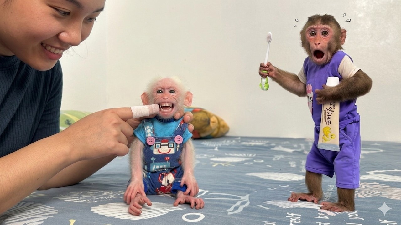 Baby Monkey Brushing Teeth Curious Lala’s Dental Care Routine - YouTube