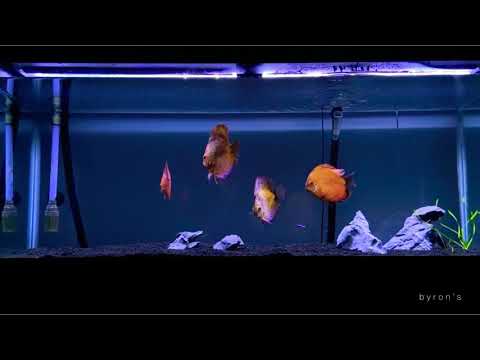75 gallon discus aquarium setup ( peaceful background music ) - YouTube